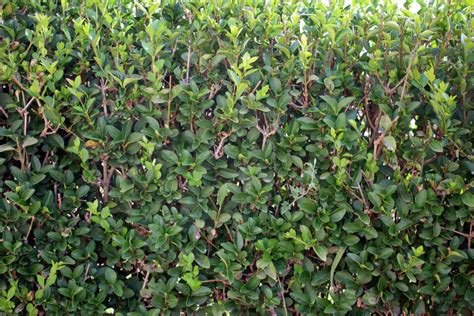 Ligustrum Ovalifolium California Privet For Sale