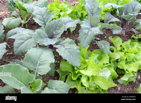 Vegetable Patch Hi Res Stock Photography And Images Alamy