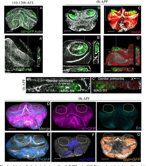 Figure 1 From Developmental Expression Patterns Of Toolkit Genes In