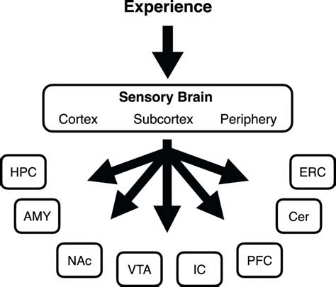 Sensory Systems Are An Initial Part Of The Distributed Network Of