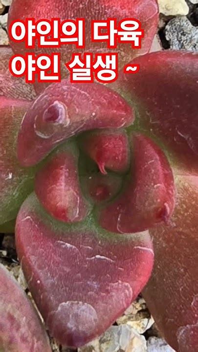 이쁜이들 불~금 되세요 ~빈예서 파종이 실생 다육 다유기 다육이 다육식물 반려식물 다육판매 다육이판매 다육이키우기 다육인스타그램 매혹이 청주 야인