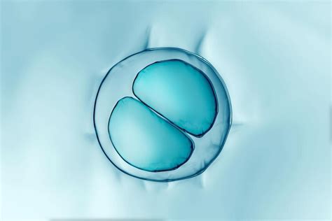 Understanding How A Cell Becomes A Person With Math