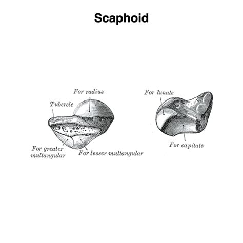 Scaphoid Bone Anatomy