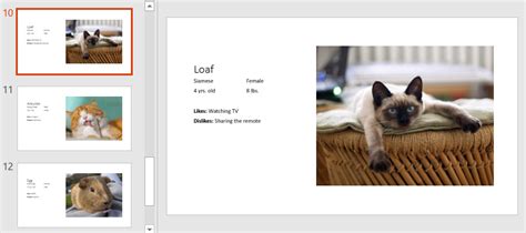 Powerpoint 2016 Slide Basics