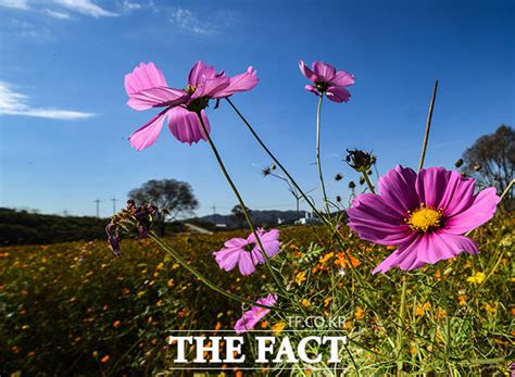 알록달록 보기만해도 행복해지는 코스모스 물결 Tf사진관 포토 기사 더팩트
