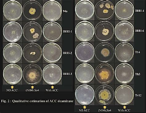 Qualitative Estimation Of Acc Deaminase Download Scientific Diagram
