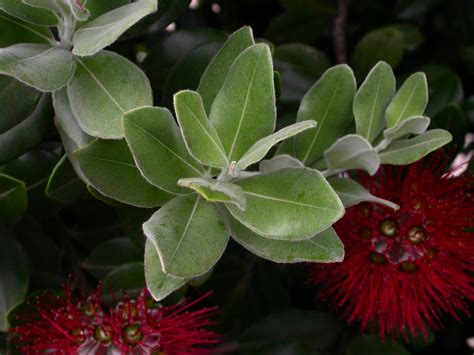 Metrosideros Excelsa Myrtaceae