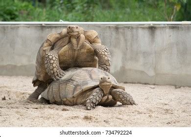 Turtles Having Sex Images Stock Photos Vectors Shutterstock