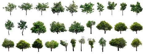 Set Tree Isolated On White Background With Clipping Path Stock Photo At Vecteezy