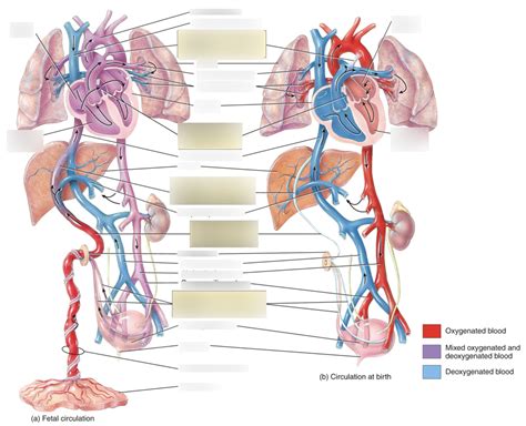 Fetal Circulation Diagram Quizlet