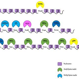 Post Translational Modifications PTMs On Histones Tails And Their