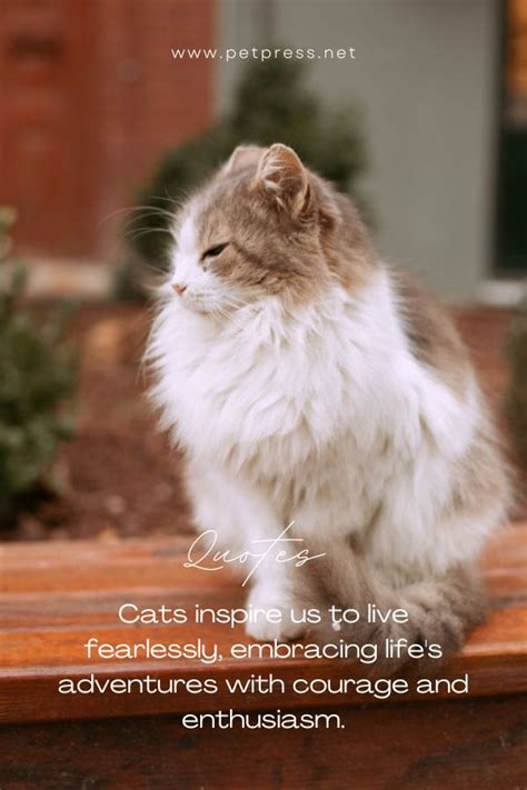 50 Inspirational Cat Quotes To Celebrate The Purr Fect Feline