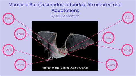 Vampire Bat Desmodus Rotundus Structures And Adaptations By Olivia