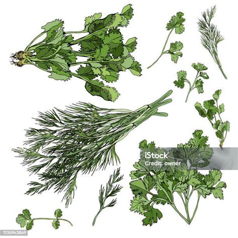 허브의 다른 번들의 컬렉션입니다 손으로 그린 잉크와 흰색 배경에 고립 된 컬러 스케치 딜 허브에 대한 스톡 벡터 아트 및 기타 이미지 딜 허브 0명 개체 그룹