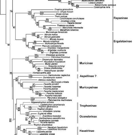 maximum likelihood analysis of the combined dataset 12s 16s coi