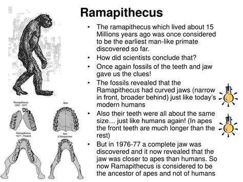 Ppt Evolution Of Man Powerpoint Presentation Free Download Id6889786