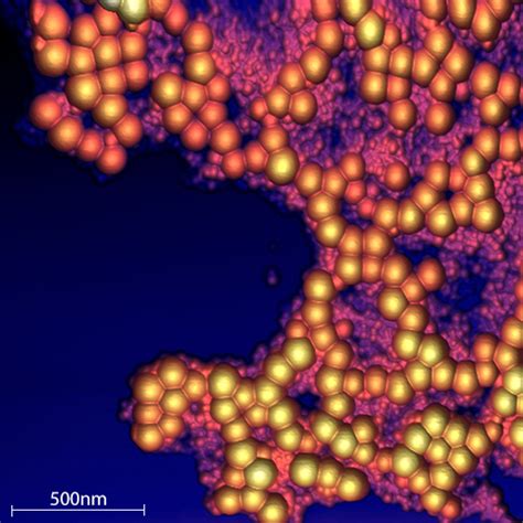 Afm Analysis Of Nanoparticles Nanoparticle Atomic Force Microscopy