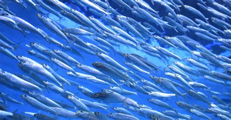 A Synchronous Approach To Predator And Prey Restoration