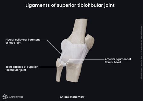 Proximal Anterior Tibiofibular Ligament
