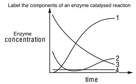 Enzyme Graph Diagram Quizlet