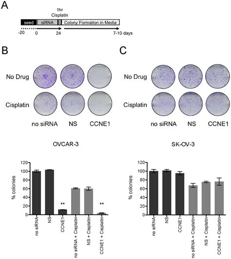 Clonogenic Survival After CCNE1 Knockdown And Cisplatin Treatment A