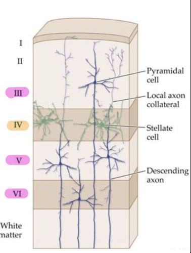 3 Association Cortices Flashcards Quizlet