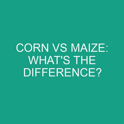 Corn Vs Maize What S The Difference Differencess