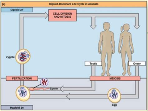 Chapter 7 The Cellular Basis Of Inheritance Flashcards Quizlet