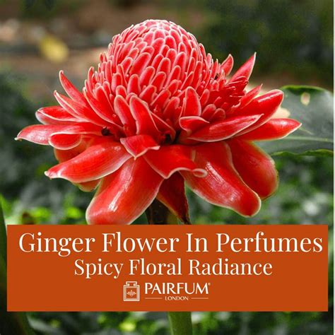 Ginger Flower In Perfumes Spicy Floral Radiance