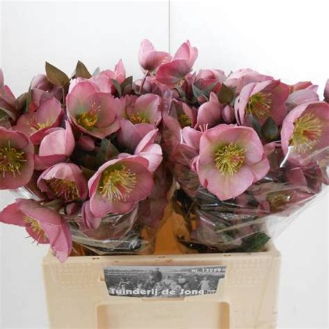 Helleborus Rosa Dorothys Dawn 40cm Sonstige Arten Schnittblumen Heyl Blumengroßhandel