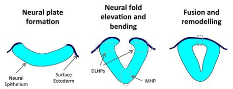 Schematic Representation Of Key Steps During Mammalian Neurulation The