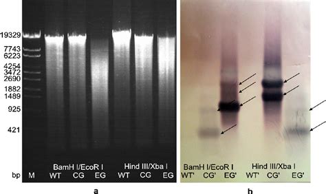 Figure 4 From Application Of The Cre Loxp Site Specific Recombination