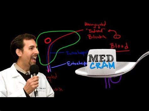 Liver Function Tests LFTs Explained Clearly Liver Function Test Blood Test Lab Values