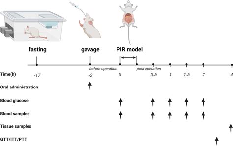 The Schematic Diagram Of The Experiment Protocol Rats Were Fasted For