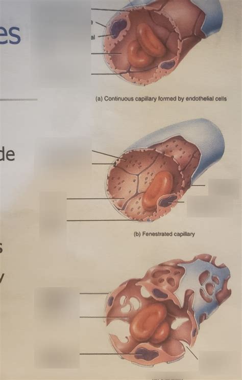 Types Of Capillaries Diagram Quizlet