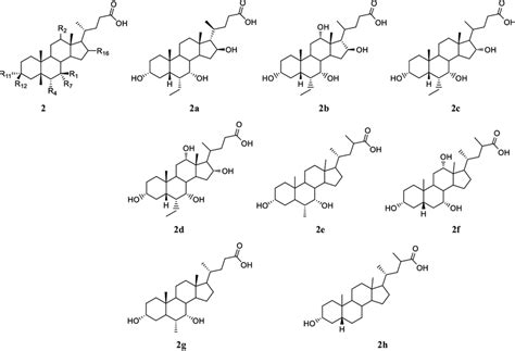 Derivatives Of Chenodeoxycholic Acid Download Scientific Diagram
