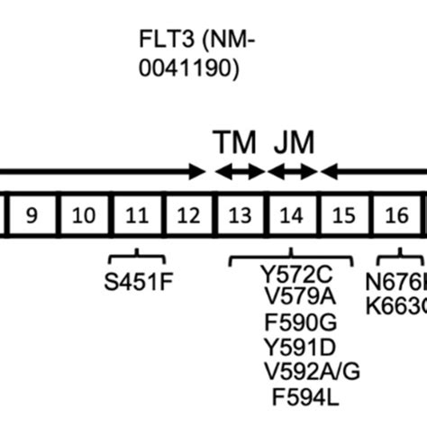 Flt3 Protein Structure In Aml Flt3 Protein Has A Signal Peptide Sp Download Scientific