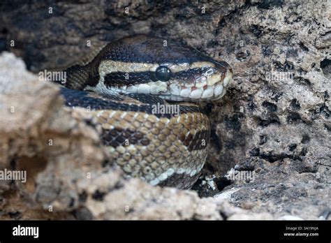 Close Up Image Of Royal Python Python Regius Stock Photo Alamy