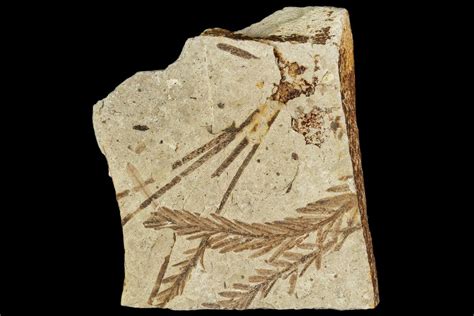 Metasequoia Fossil