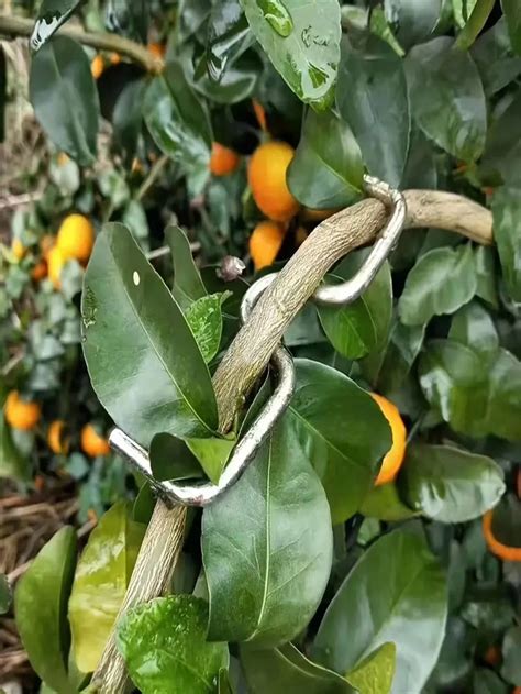 مجموعة قوسي فروع شجر الفاكهة، أدوات خالية من الطاقة لتشكيل ورفع أفرع