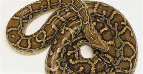 Researchers Say Python Farming Could Help Global Food Crisis