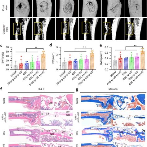 In Vivo Bone Defect Repair Performance Of Bsc In Rats A Schematic