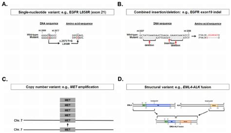 Examples Of Types Of ‘driver Genomic Alterations Found In Cancer Download Scientific Diagram