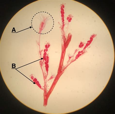 Lab Practical Flashcards Quizlet