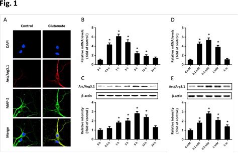 Figure 1 From Glutamate Induced Rapid Induction Of Arc Arg3 1 Requires Nmda Receptor Mediated