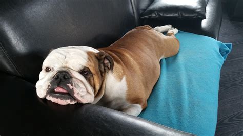 Lazy Meπ Scrolller Lazy Meπ Scrolller