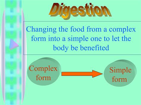 Human Digestive System Structure And Functionppt