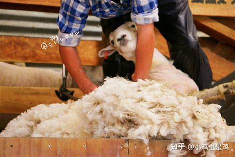 仿生说羊了个羊一头羊如何耍了几千万人 知乎