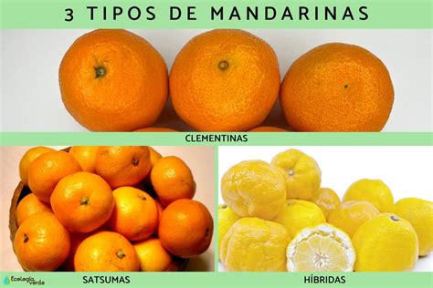 3 Tipos De Mandarinas Y Sus Variedades Guía