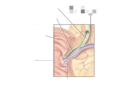 Diagram For Biliary System Exam Quiz